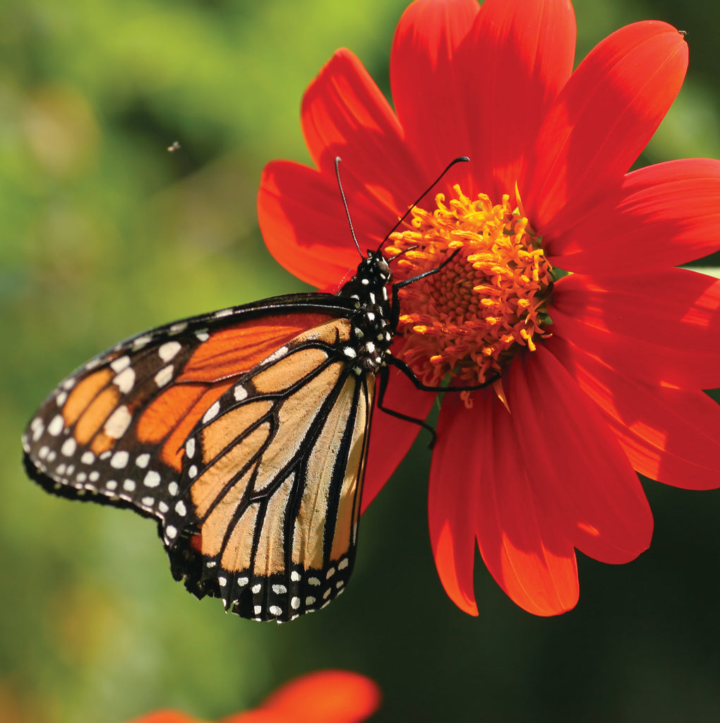 Parkinson's UK greeting cards. Natural world. 5 designs, pack of 10 ca ...